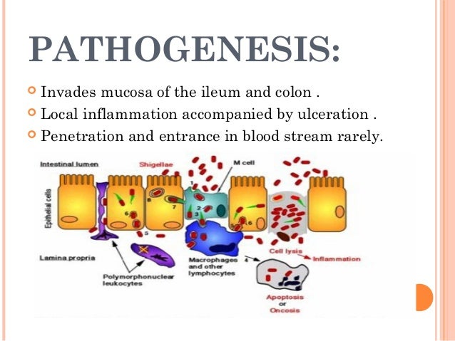 Gram negative rods