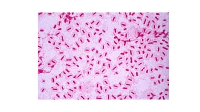 Gram negative rods.pdf