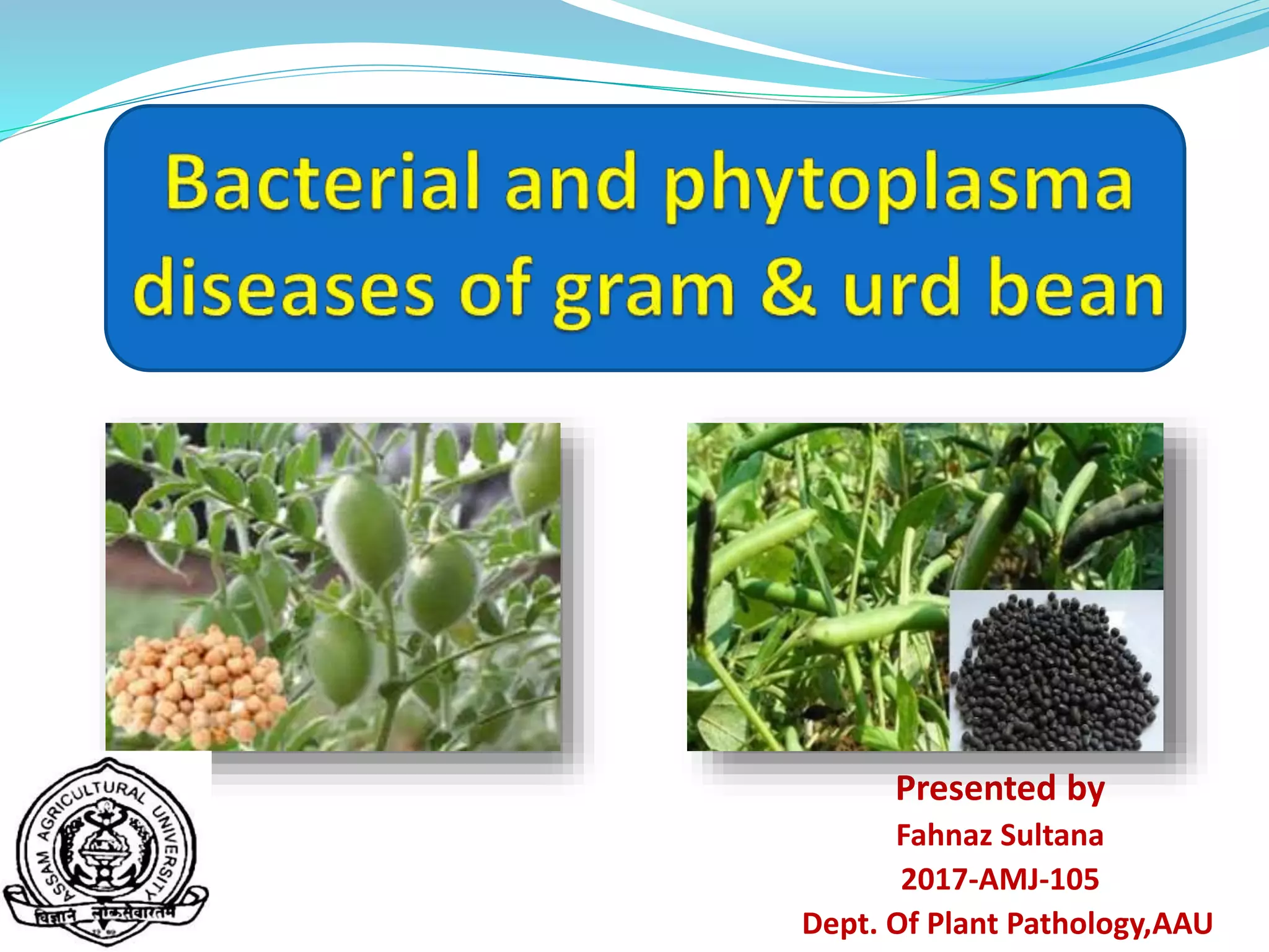 Gram n urd bean | PPT