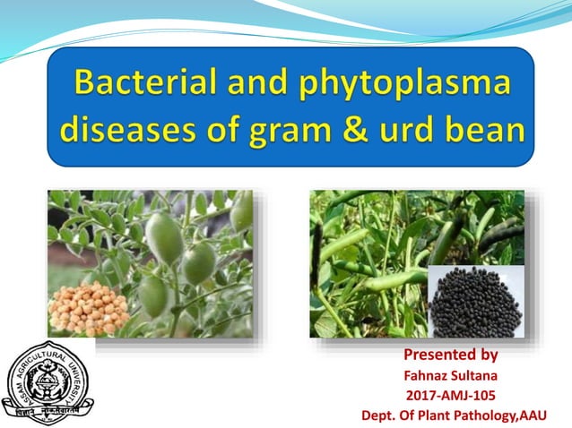 Gram n urd bean | PPT