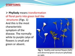 Gram n urd bean | PPT