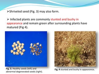 Gram n urd bean | PPT