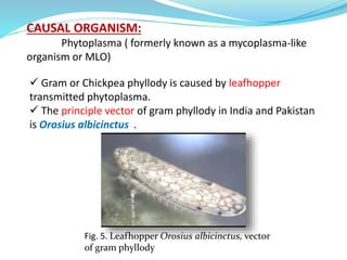 Gram n urd bean | PPT