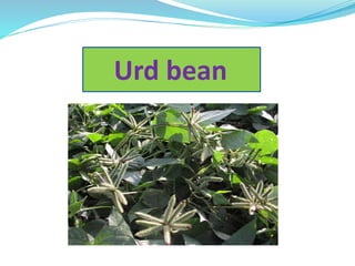 Gram n urd bean | PPT