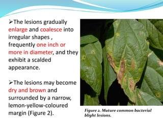 Gram n urd bean | PPT