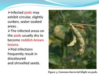 Gram n urd bean | PPT