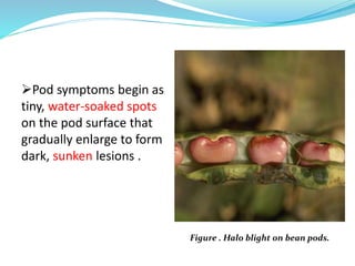 Gram n urd bean | PPT