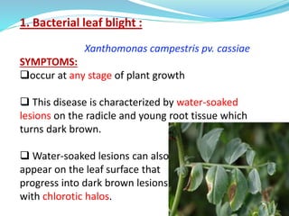 Gram n urd bean | PPT