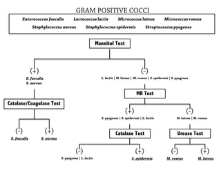 Gramposcocci | PDF | Infectious Diseases | Diseases and Conditions