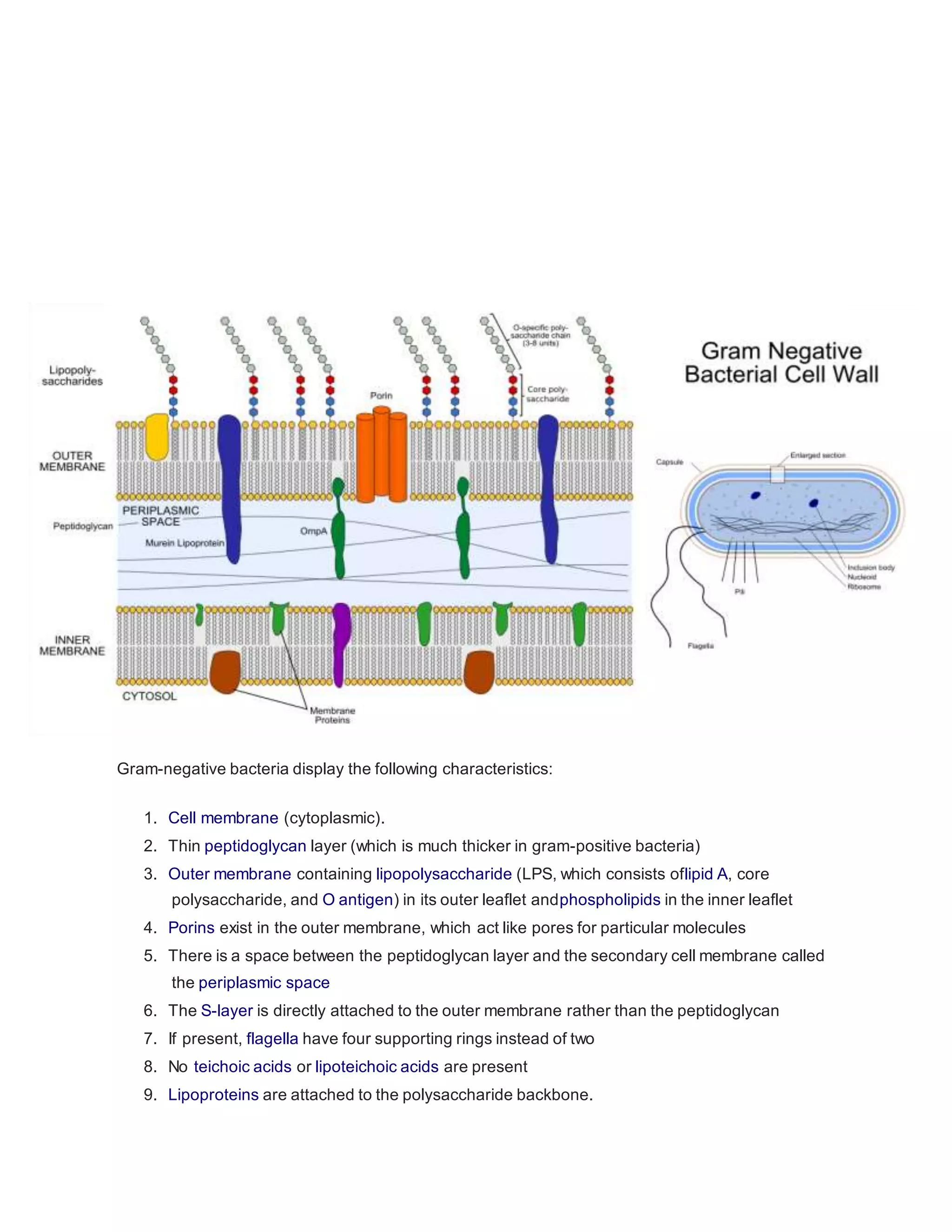Gram positive and gram negative | DOCX