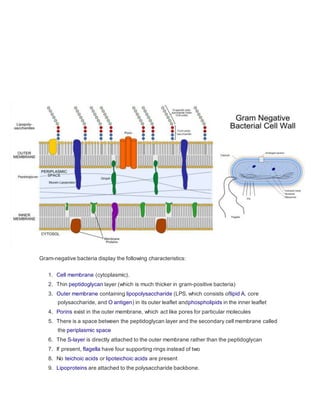 Gram positive and gram negative | DOCX