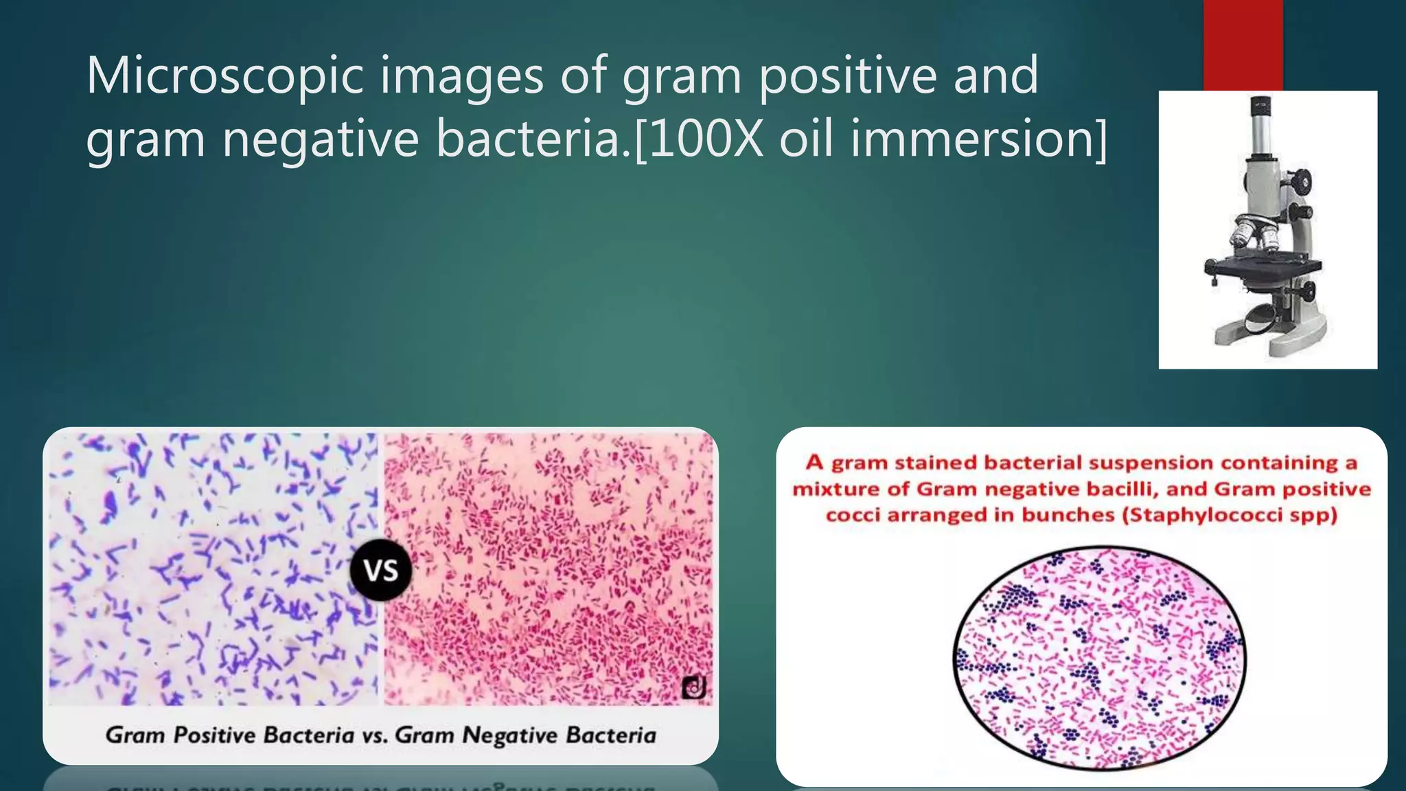 Gram positive and gram negative bacteria | PPTX