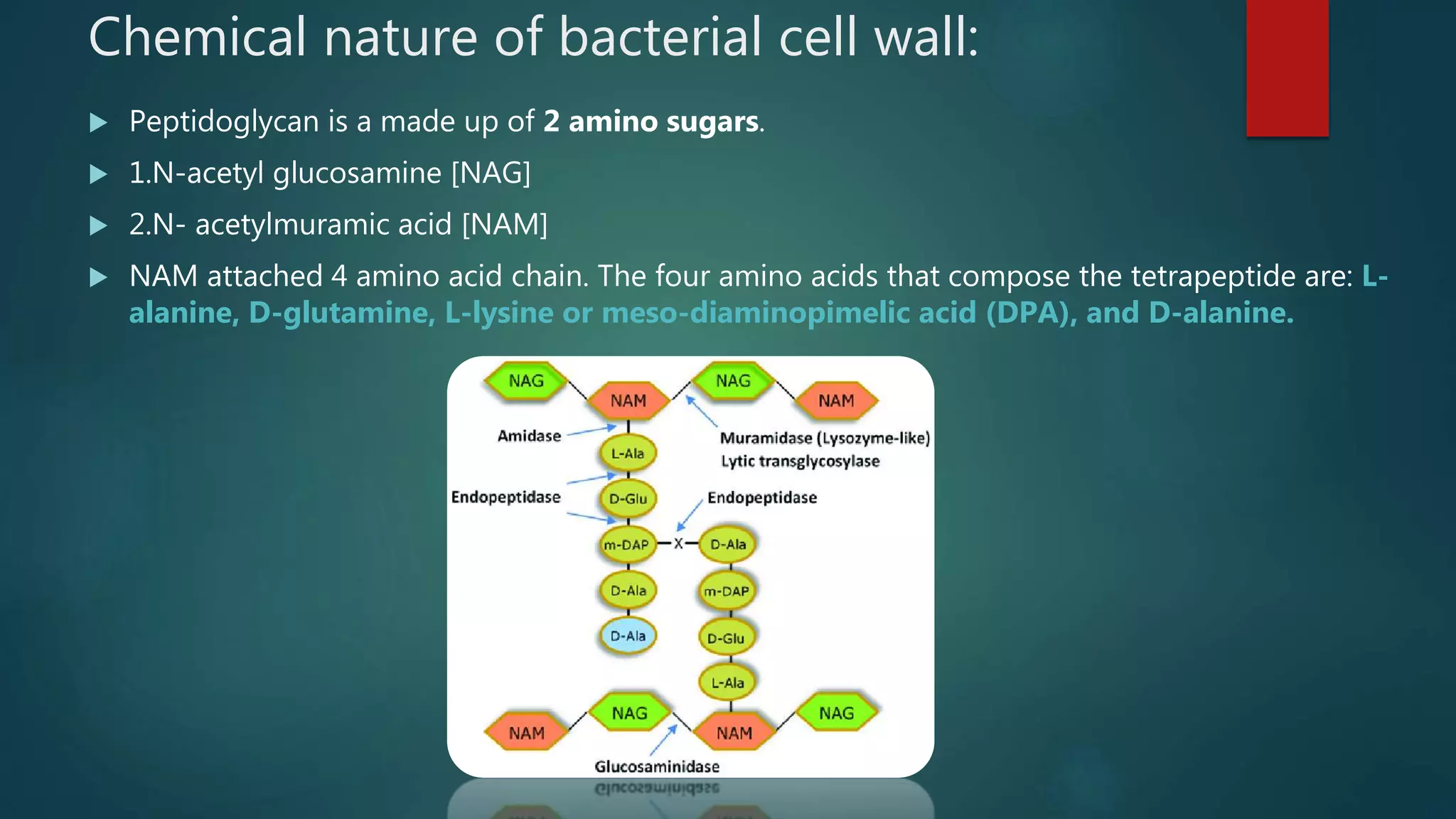 Gram positive and gram negative bacteria | PPTX