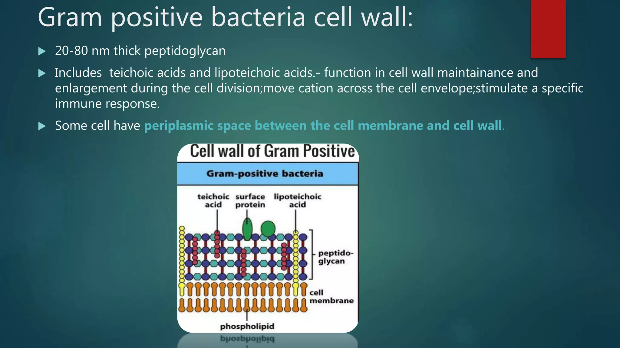Gram positive and gram negative bacteria | PPTX