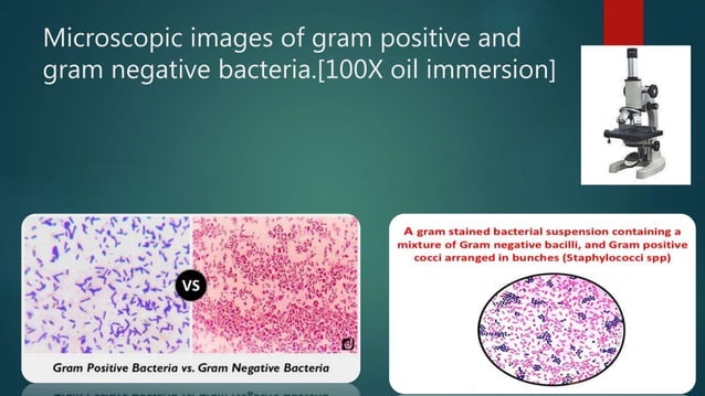 Gram positive and gram negative bacteria | PPTX
