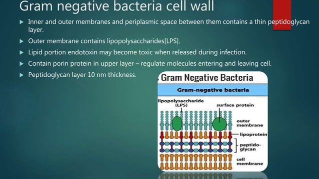 Gram positive and gram negative bacteria | PPTX