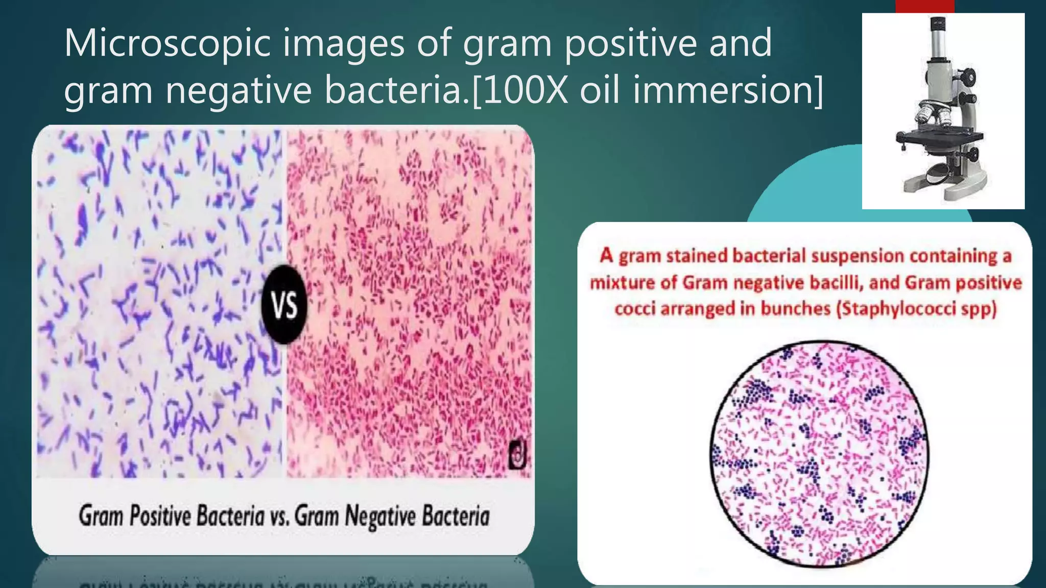 gram positive and gram negative bacteria- lec 2.pptx