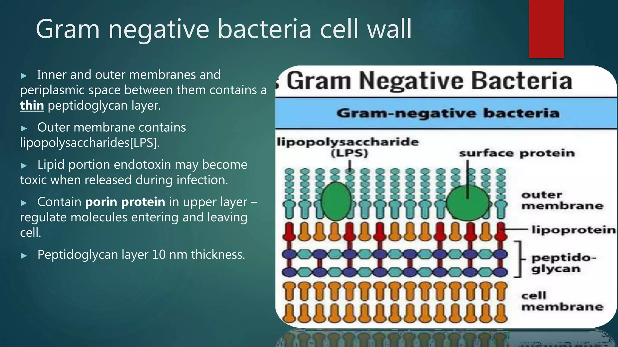 gram positive and gram negative bacteria- lec 2.pptx