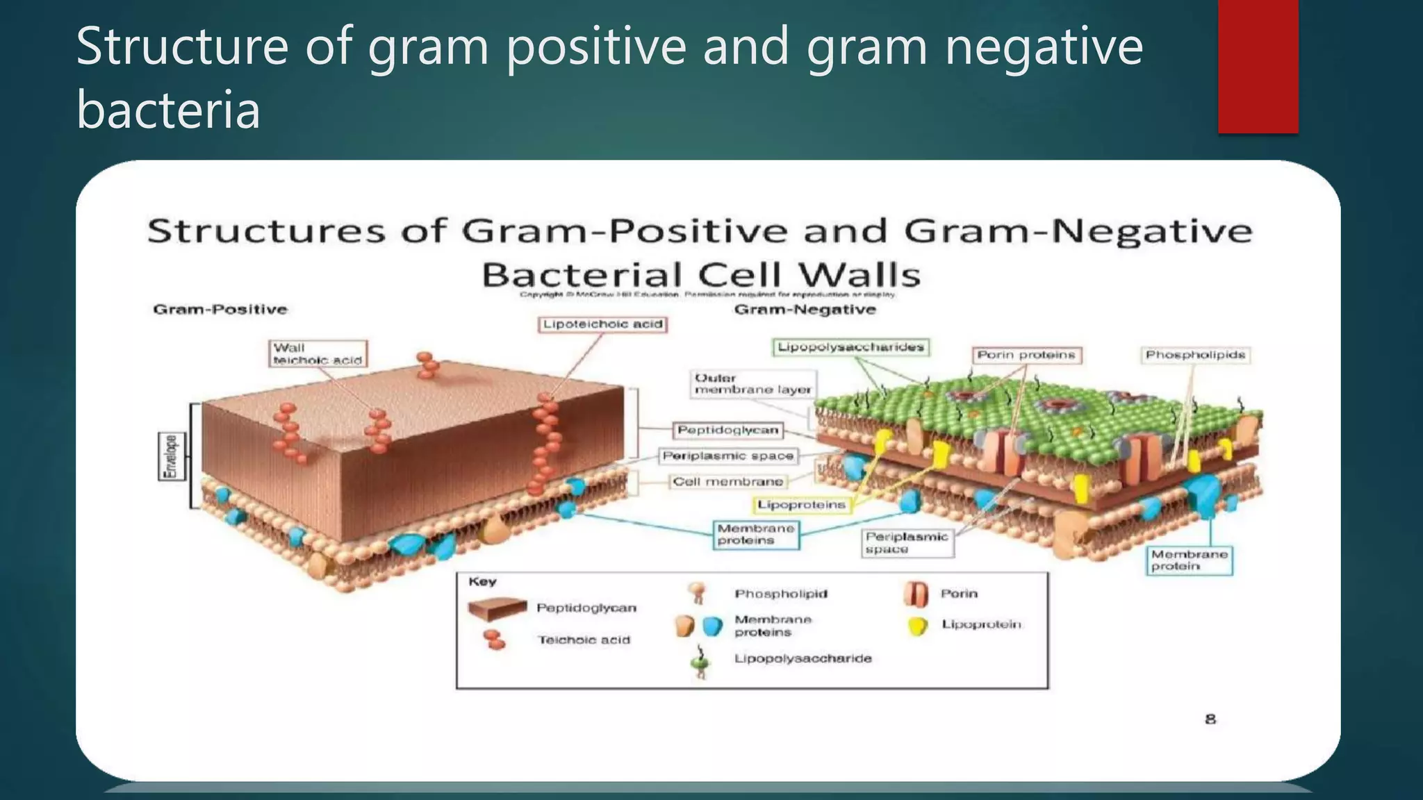 gram positive and gram negative bacteria- lec 2.pptx