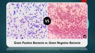 gram positive and gram negative bacteria- lec 2.pptx
