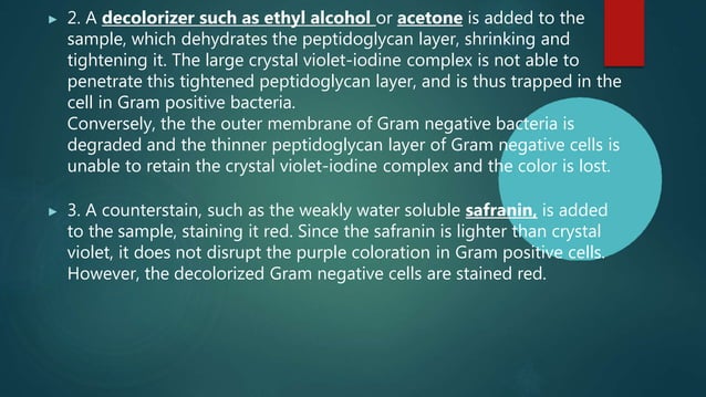 gram positive and gram negative bacteria- lec 2.pptx