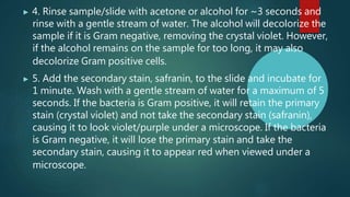 gram positive and gram negative bacteria- lec 2.pptx