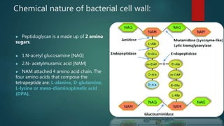 gram positive and gram negative bacteria- lec 2.pptx