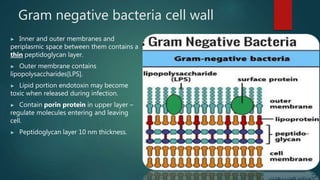 gram positive and gram negative bacteria- lec 2.pptx