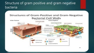 gram positive and gram negative bacteria- lec 2.pptx | Biological Sciences | Science
