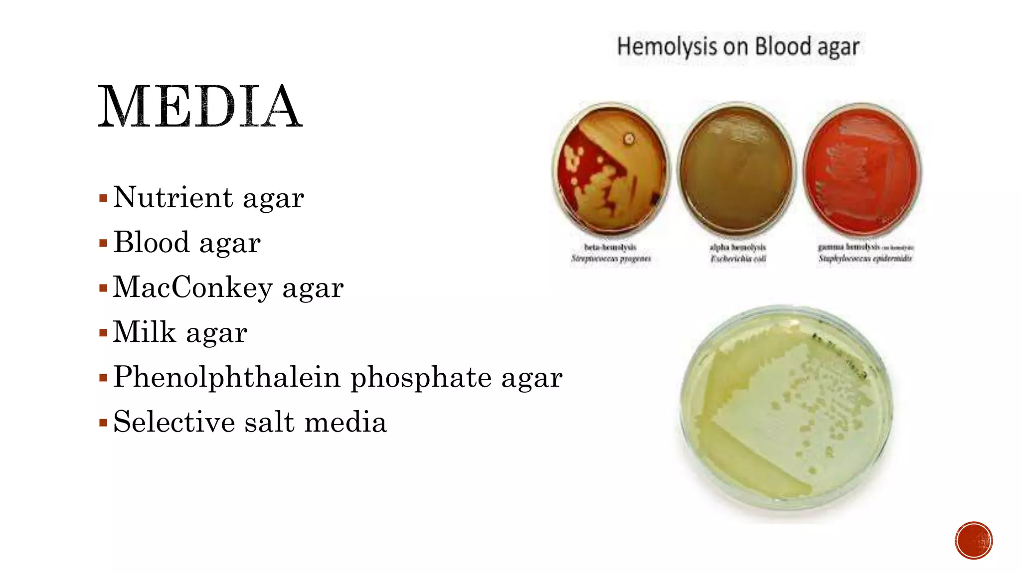 Gram Positive And Gram Negitive Bacteria Pptx