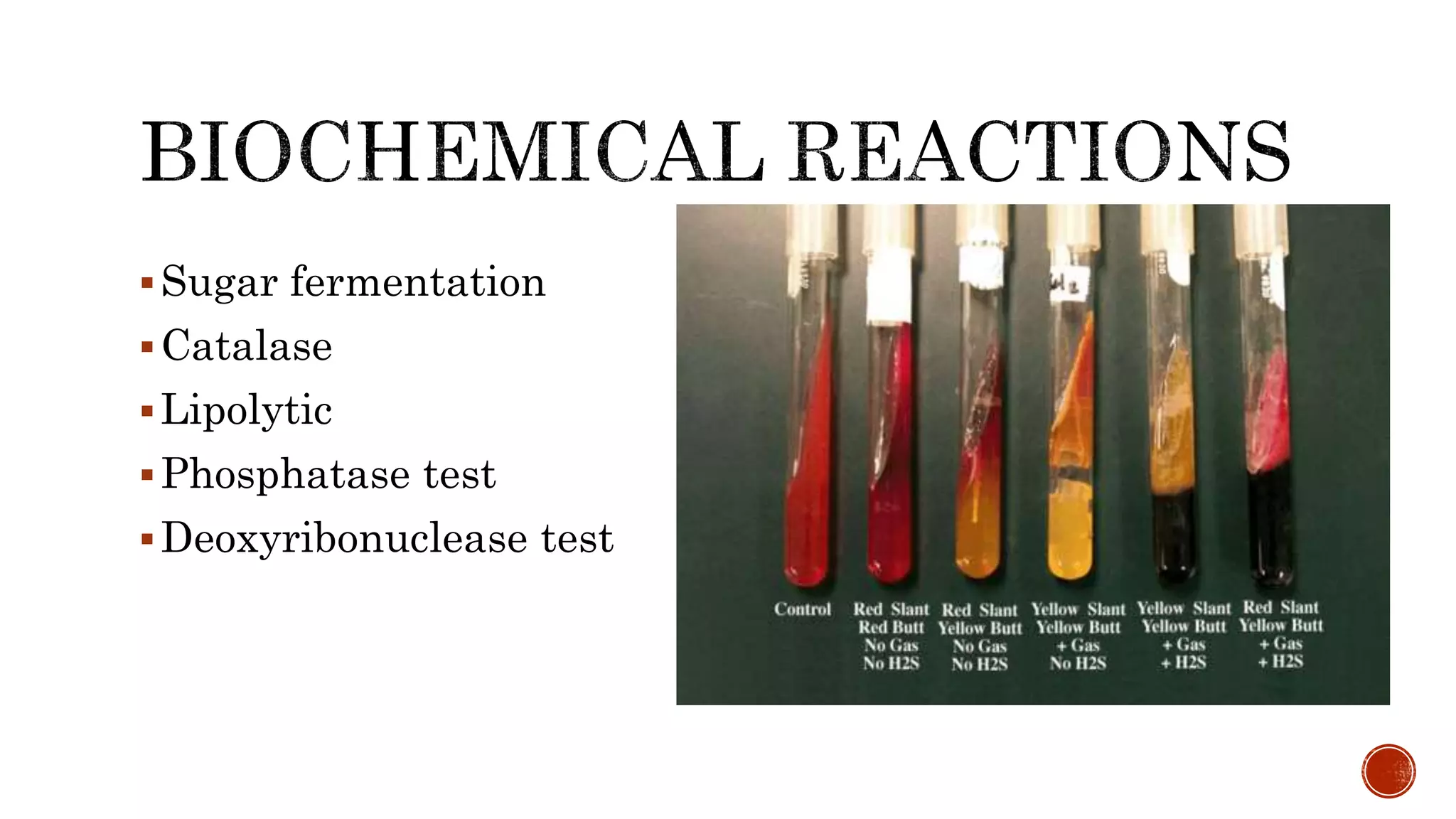Gram positive and gram negitive bacteria | PPTX