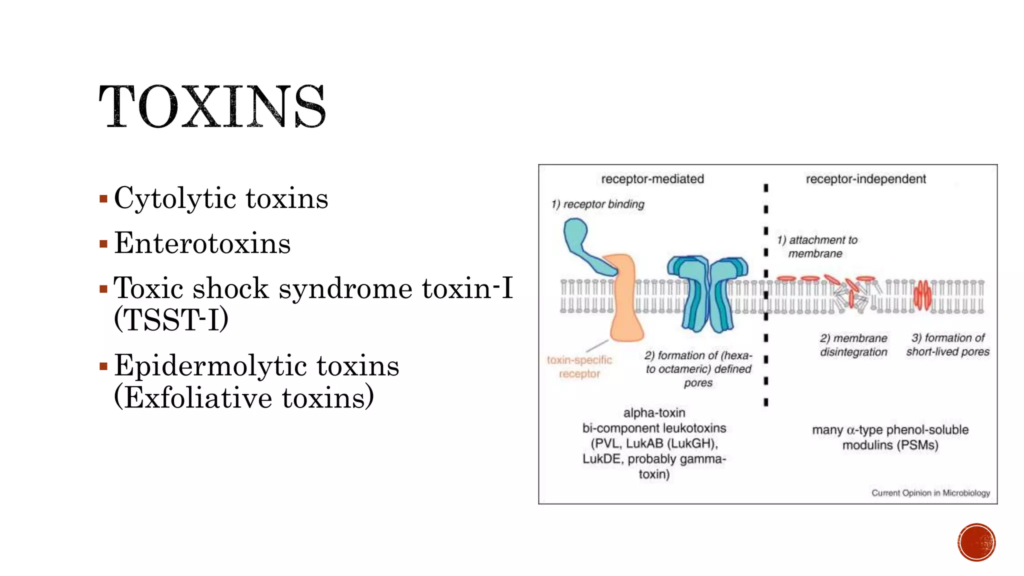 Gram positive and gram negitive bacteria | PPTX