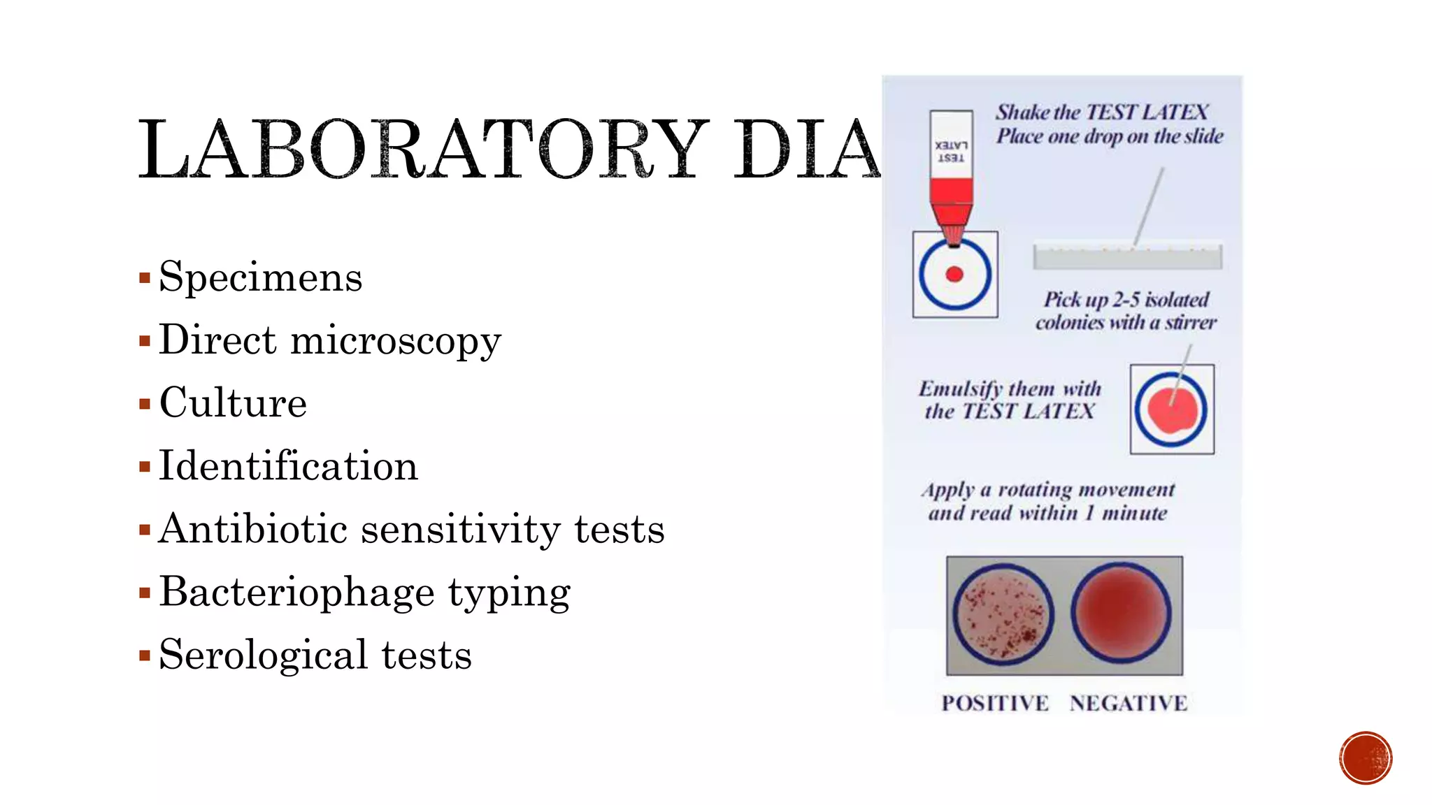 Gram Positive And Gram Negitive Bacteria Pptx