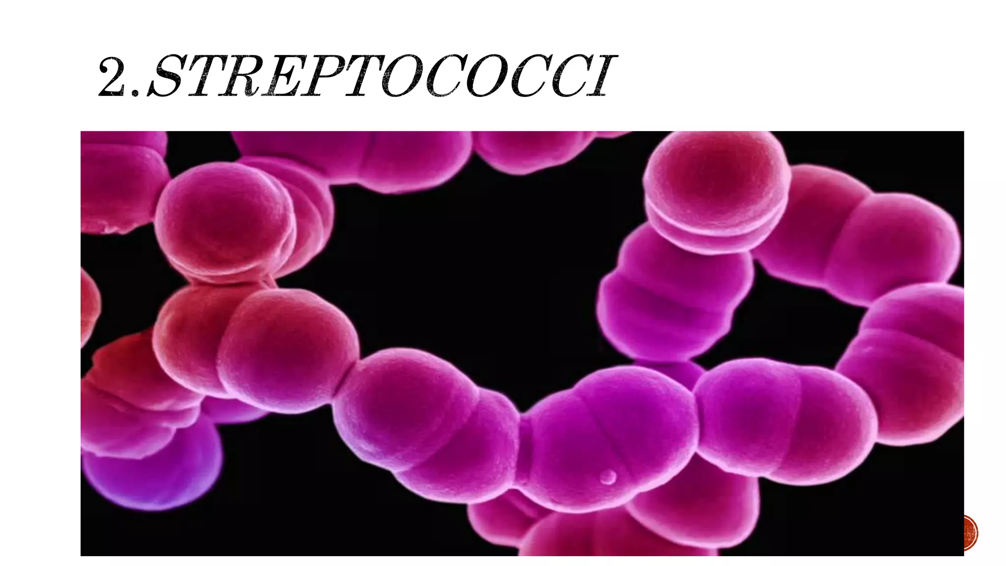 Gram Positive And Gram Negitive Bacteria Pptx