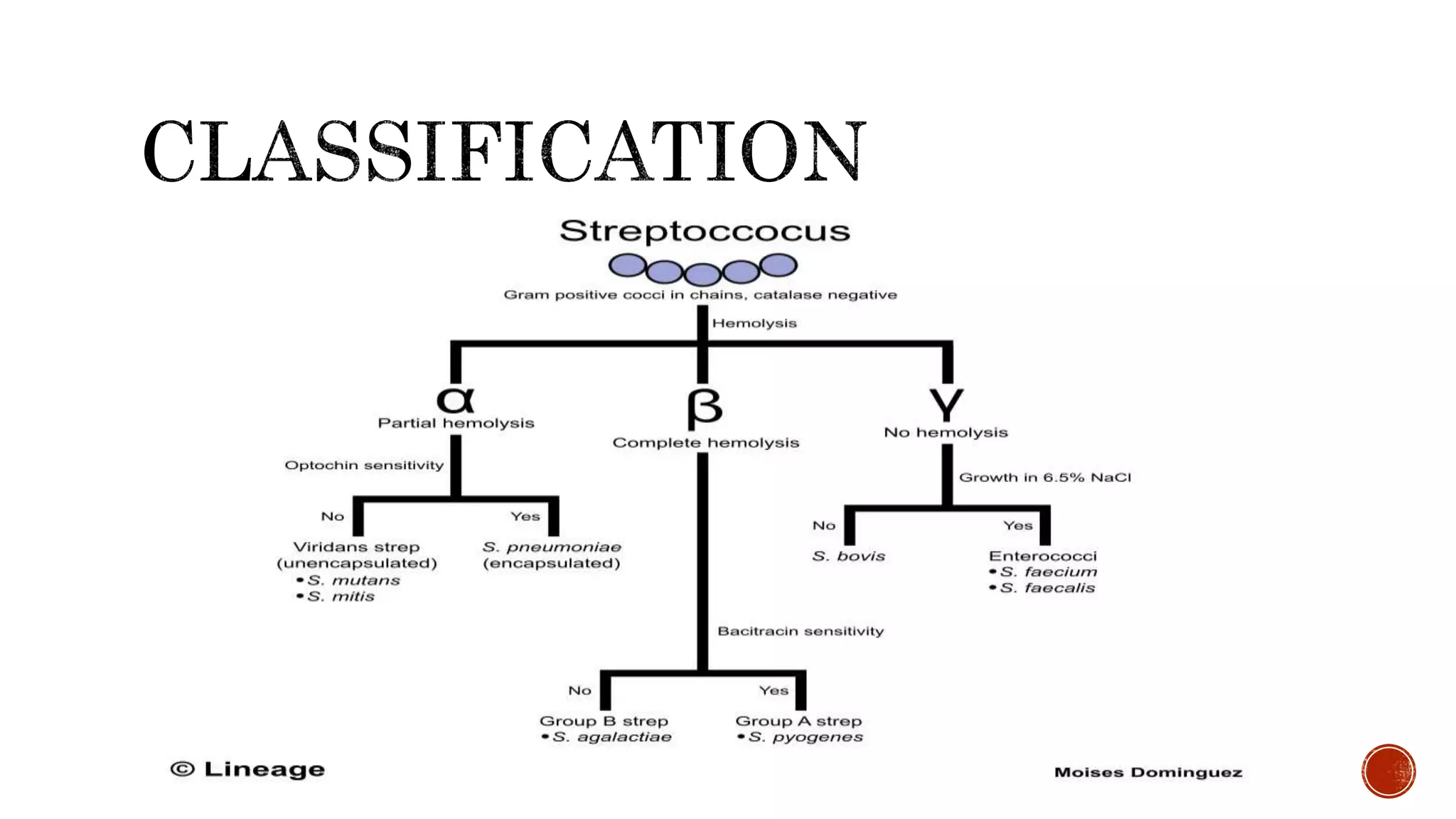 Gram Positive And Gram Negitive Bacteria Pptx