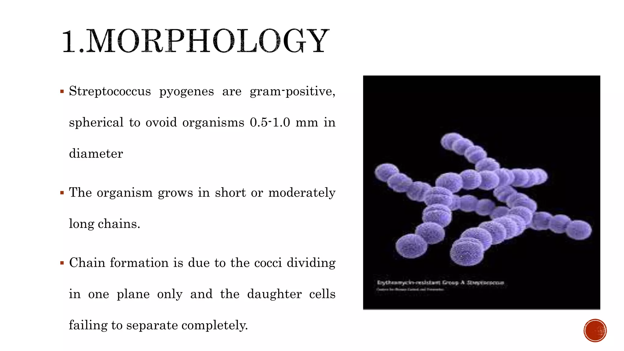 Gram Positive And Gram Negitive Bacteria Pptx