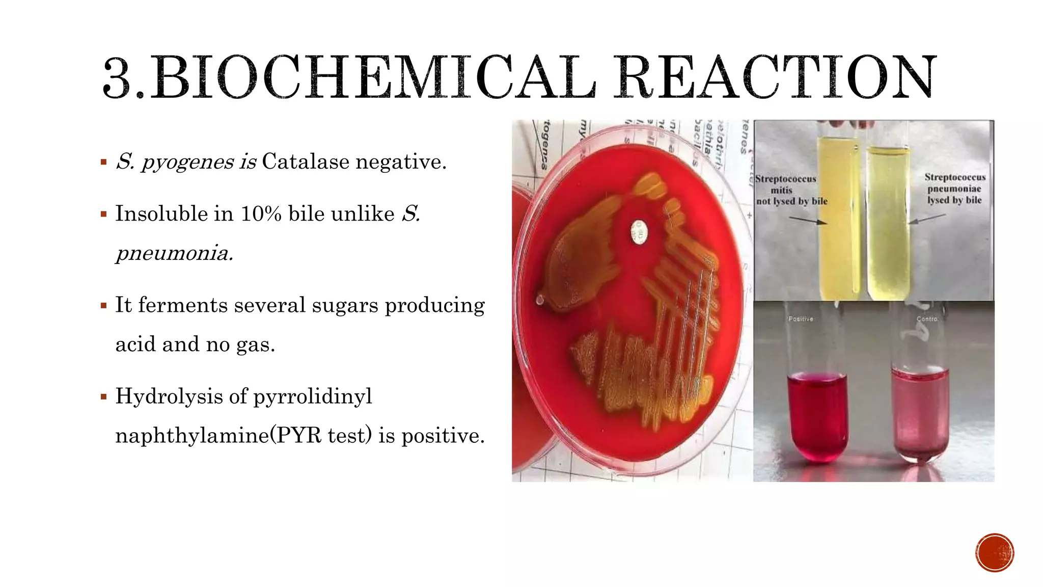 Gram positive and gram negitive bacteria | PPTX
