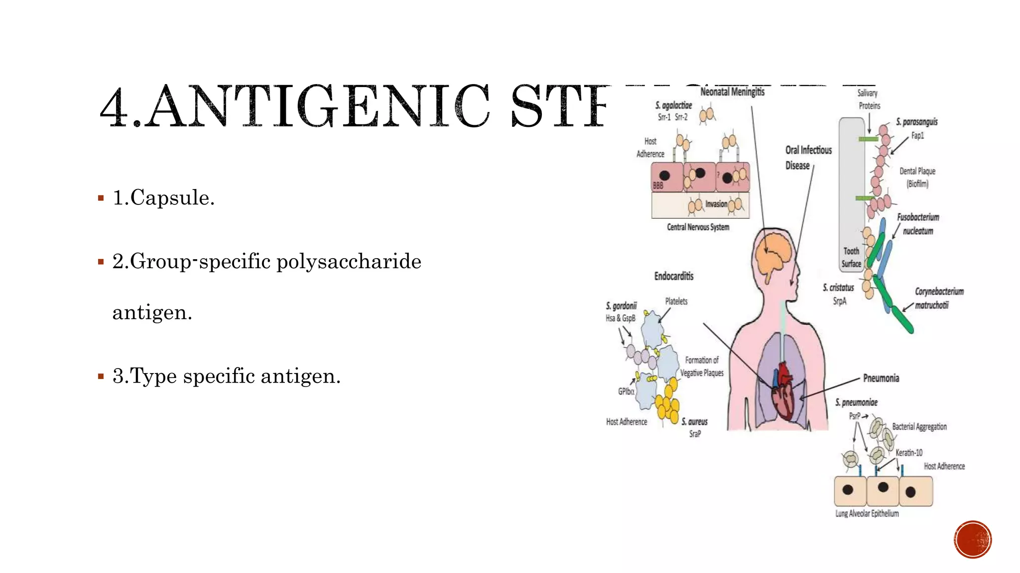 Gram positive and gram negitive bacteria | PPTX