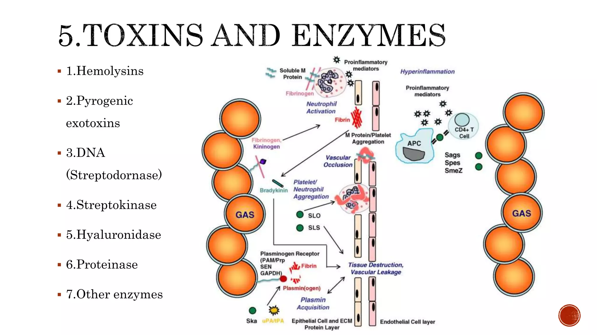 Gram positive and gram negitive bacteria | PPTX