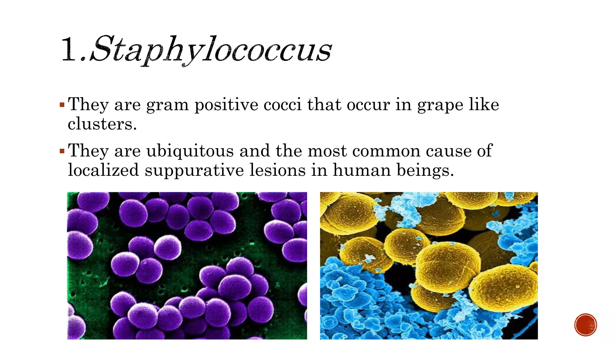 Gram positive and gram negitive bacteria | PPTX