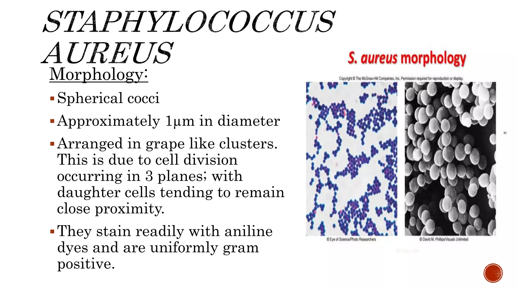 Gram Positive And Gram Negitive Bacteria Pptx