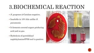 Gram positive and gram negitive bacteria | PPTX