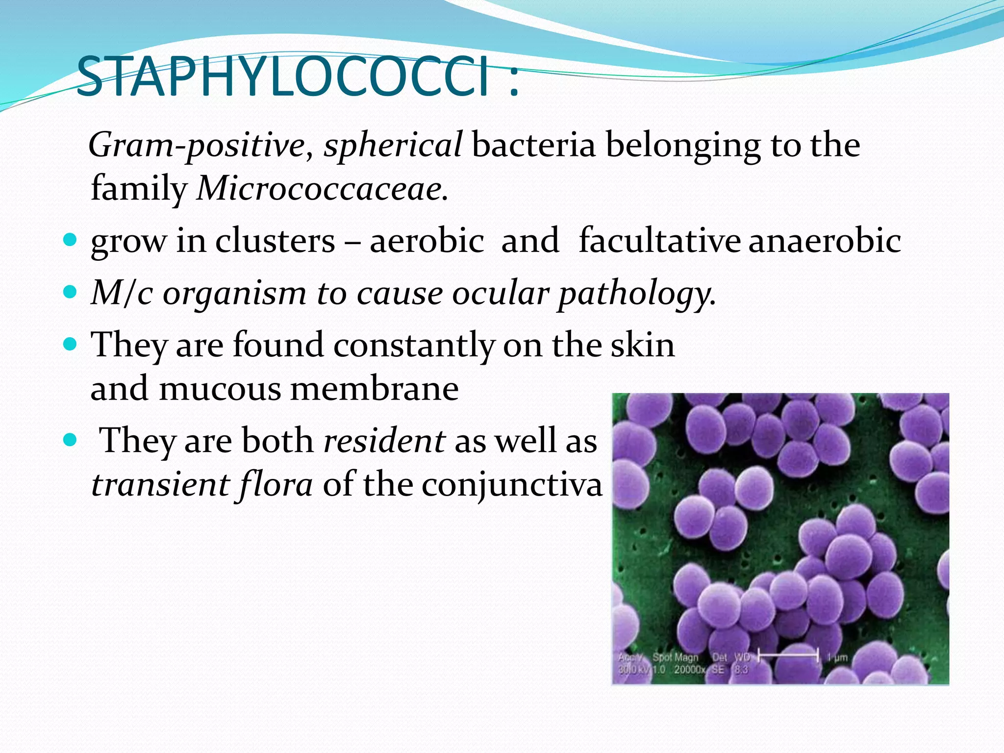 Gram positive bacteria in ocular pathology | PPTX