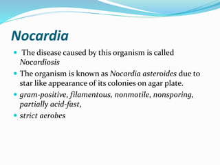 Gram positive bacteria in ocular pathology | PPTX
