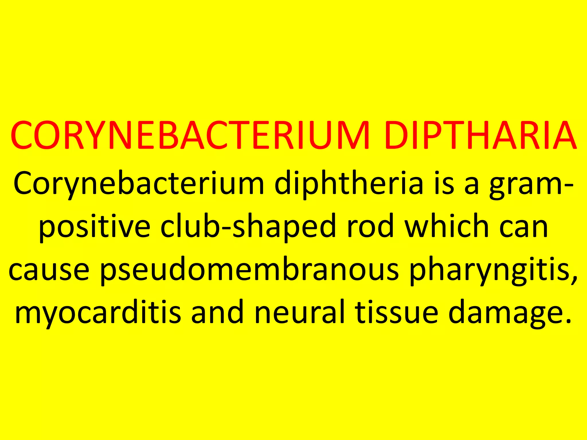 Gram positive bacteria | PPTX