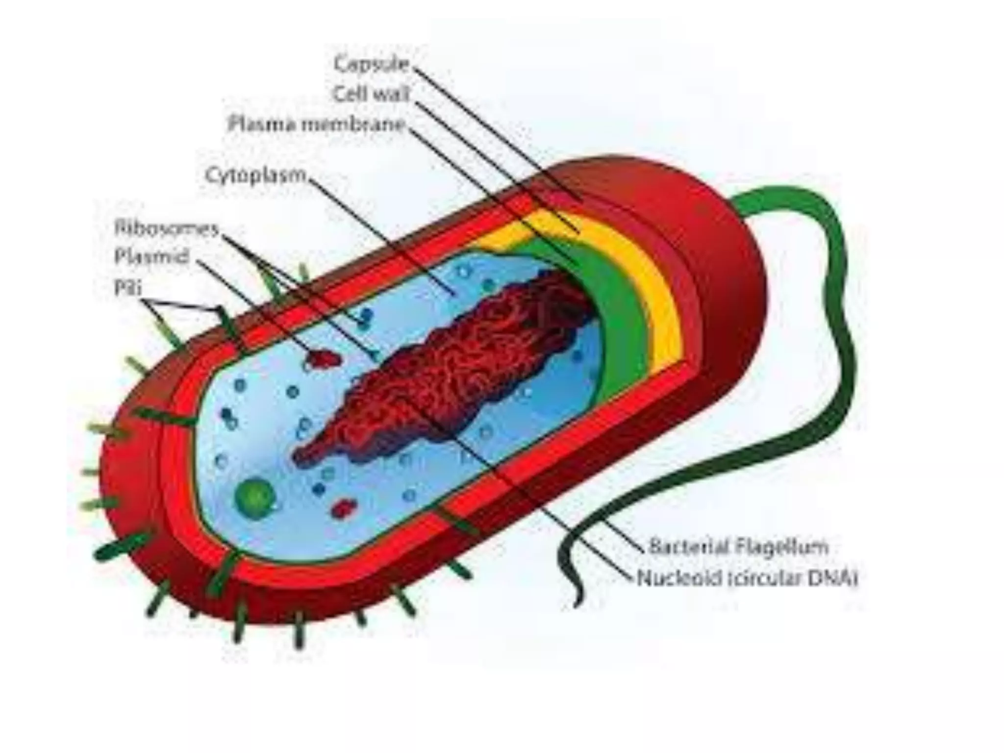Gram positive bacteria | PPTX