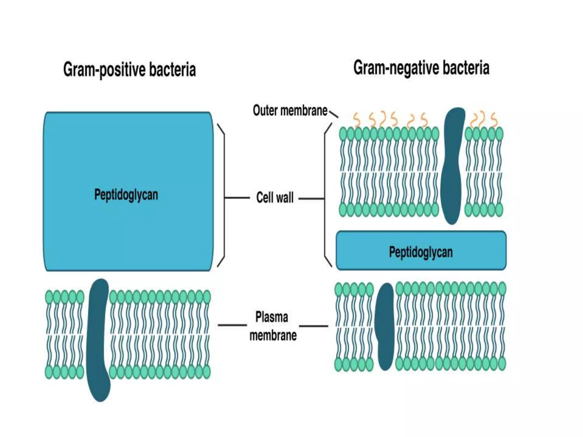 Gram positive bacteria | PPTX