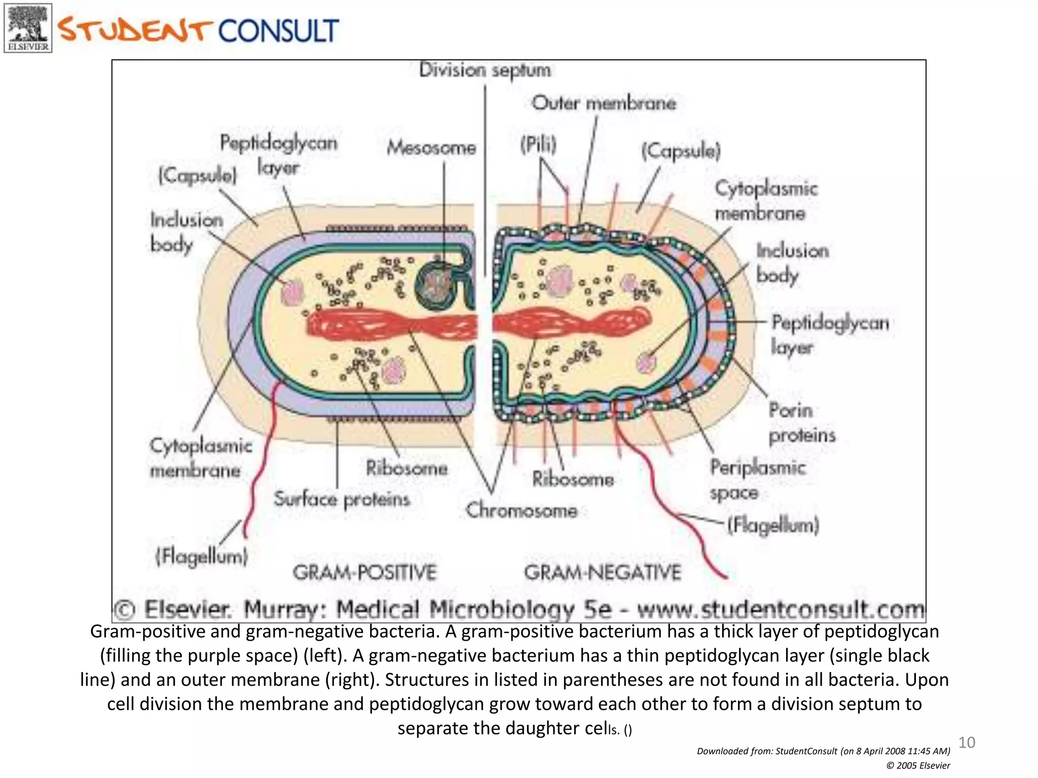 GRAM POSITIVE BACTERIA.pptx
