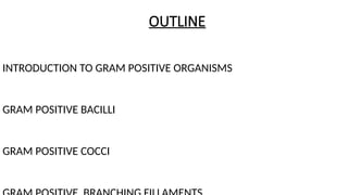 gram positive bacteria bacteriology medical.pptx