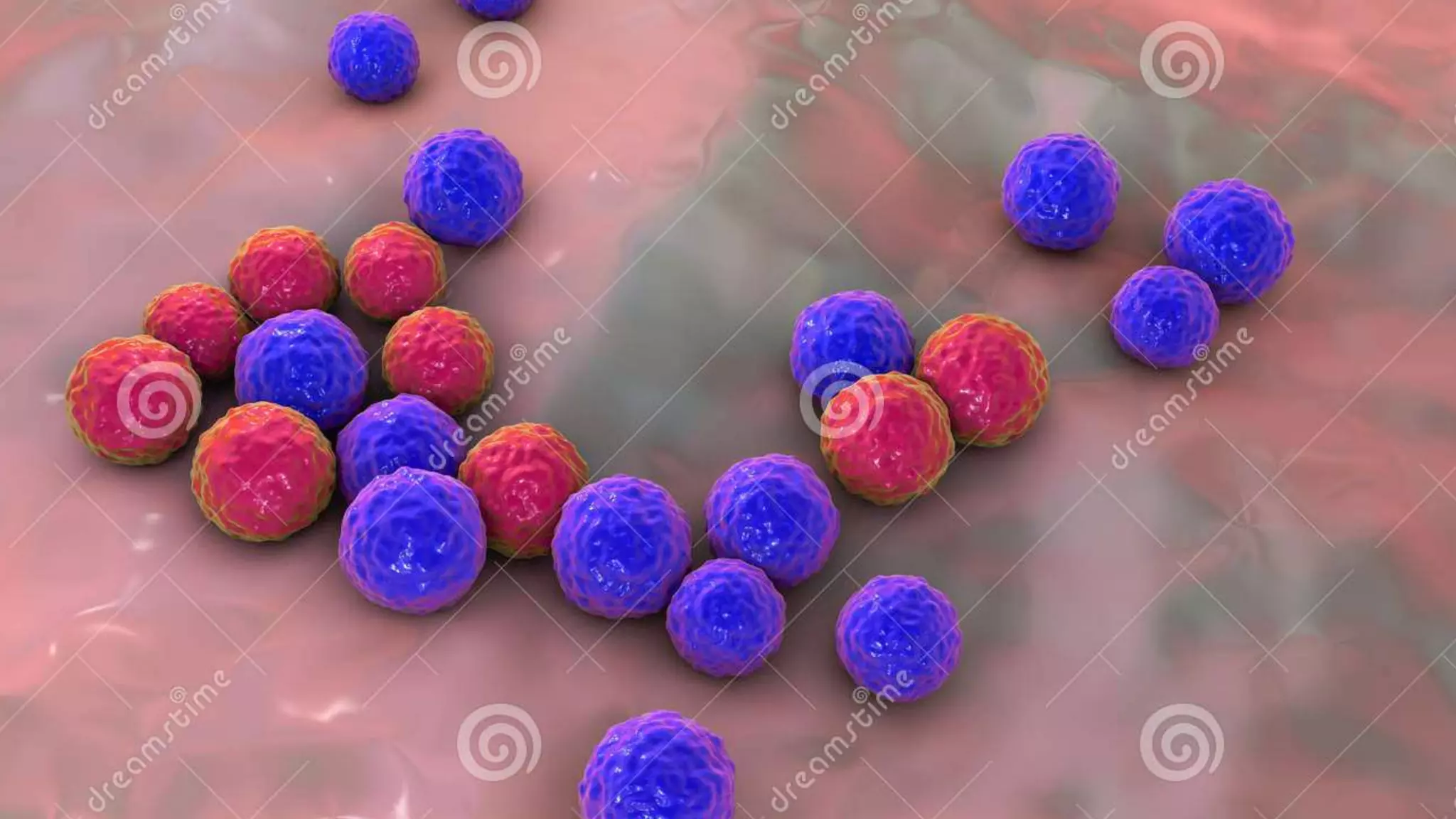 Gram positive cocci | PPTX